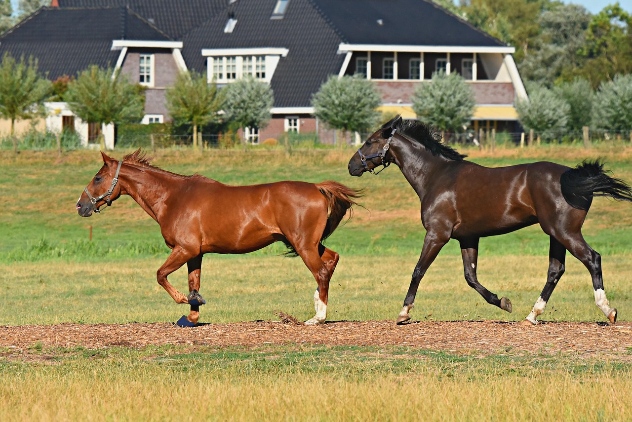 Cheval bai et alezan : comprendre les couleurs emblématiques des ...