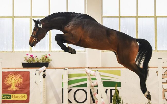 Tout savoir sur le saut de puce : origine, principes et pratiques ...